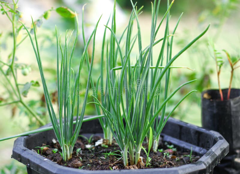 Spring onion plantation stock image. Image of natural - 90980461