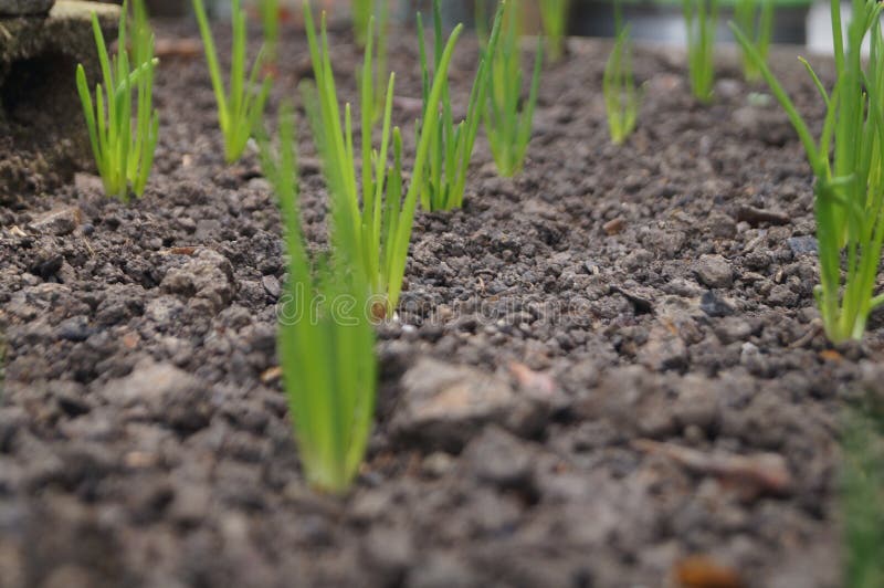 Spring Onion are Planted on the Ground Stock Photo - Image of planted ...