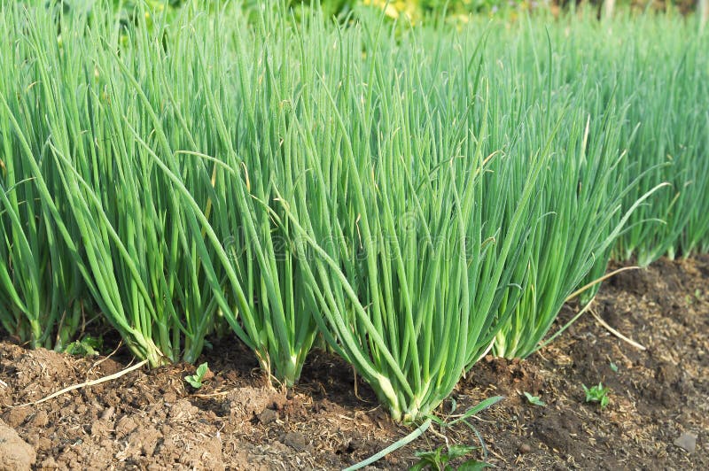 Lemon grass. stock image. Image of spice, growth, health - 23022265