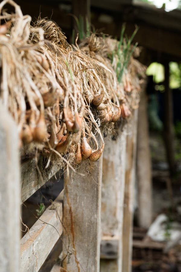 Spring onion root stock image. Image of leaf, agricultural - 334250343