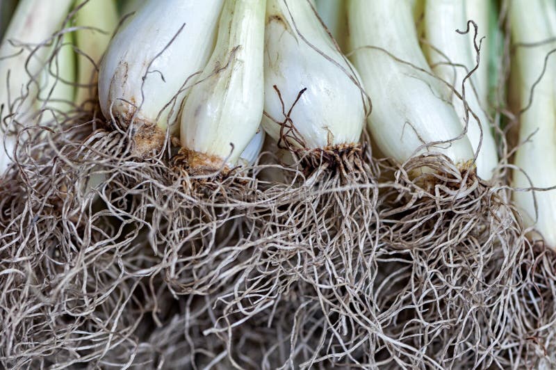 Spring onion roots closeup stock photo. Image of agriculture - 81140634