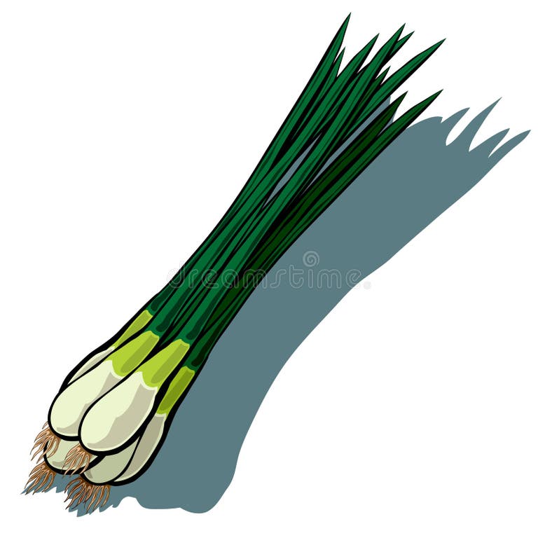 Spring Onion, Scallion stock vector. Illustration of scallion - 49978725