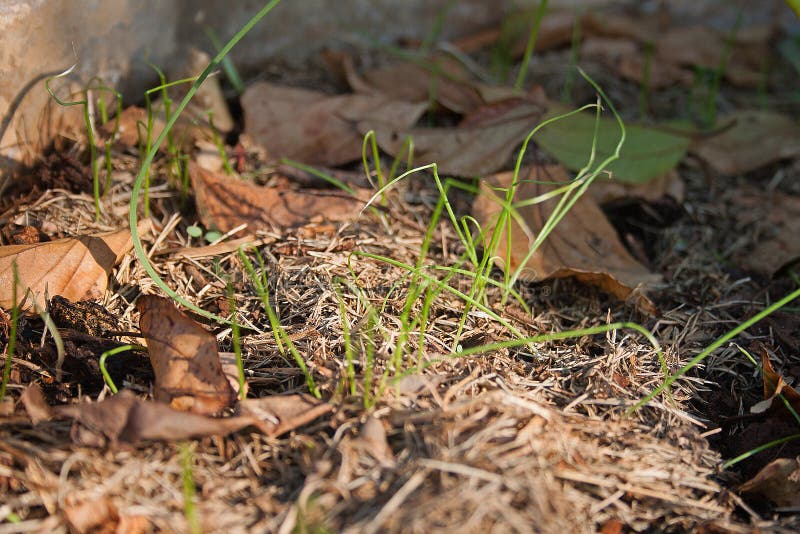 Spring onion seedlings stock photo. Image of sprigs, onion - 95033350