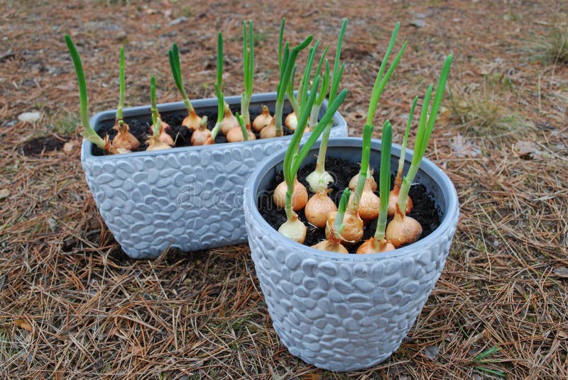Spring Onion Seedlings To Grow at Home. Stock Photo - Image of spring ...