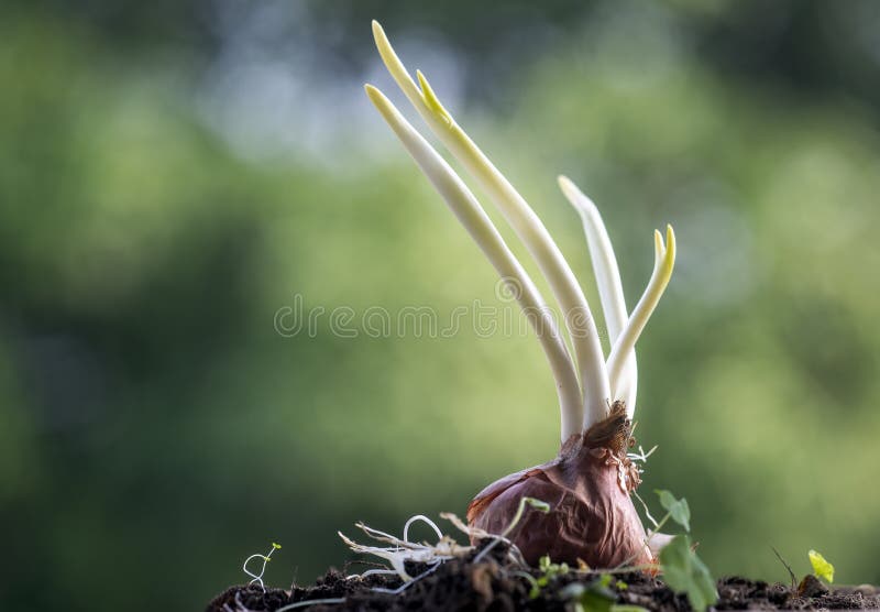 Spring Onion Sprouting from a Bulb Stock Image - Image of background ...