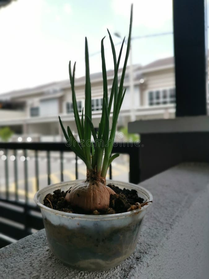 Spring Onion Sprouting from the Fruit in the Plastic Container Stock ...