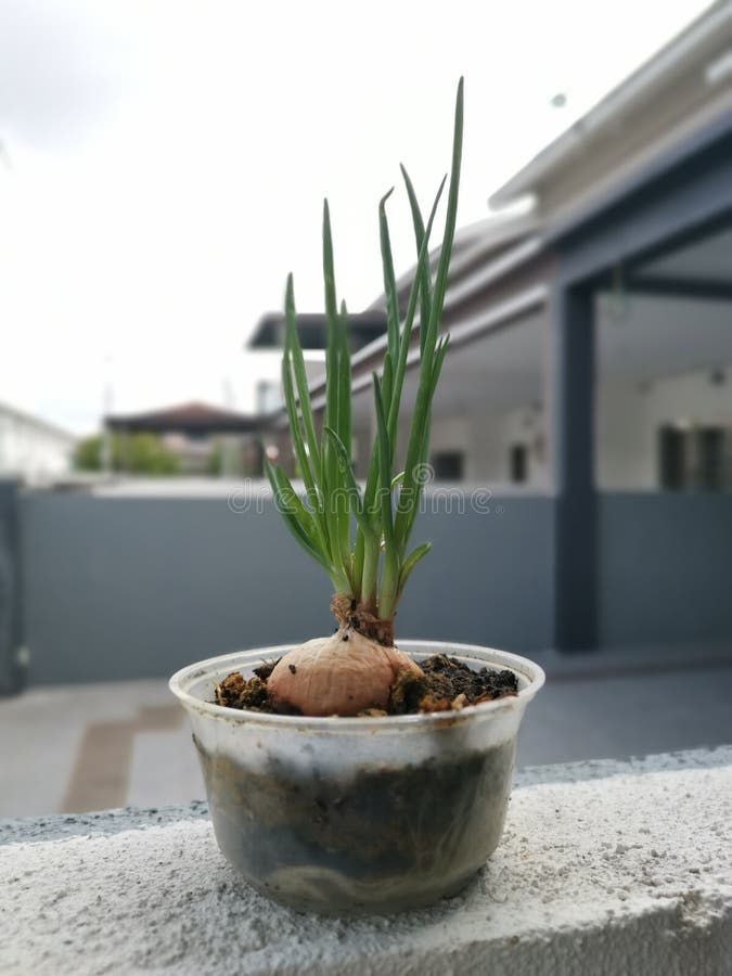 Spring Onion Sprouting from the Fruit in the Plastic Container Stock ...