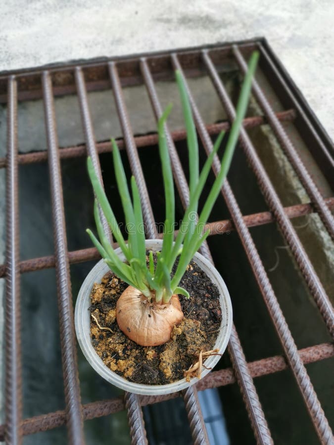 Spring Onion Sprouting from the Fruit in the Plastic Container Stock ...