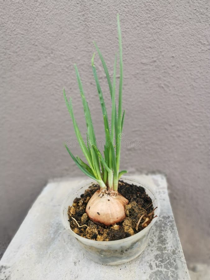 Spring Onion Sprouting from the Fruit in the Plastic Container Stock ...