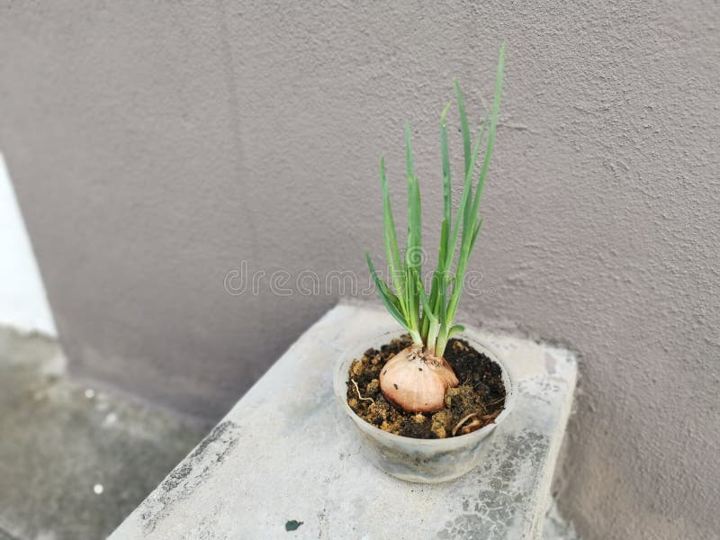 Spring Onion Sprouting from the Fruit in the Plastic Container Stock ...