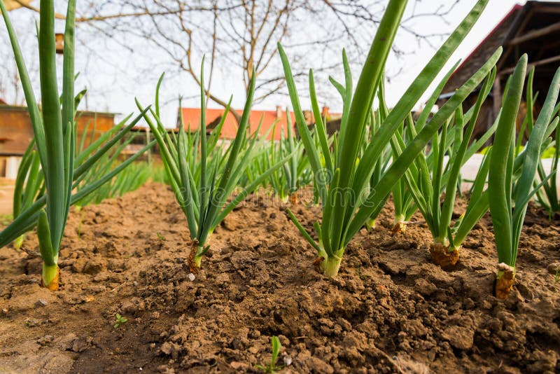 Spring Onion Sprouts in Vegetable Garden Stock Photo - Image of onion ...