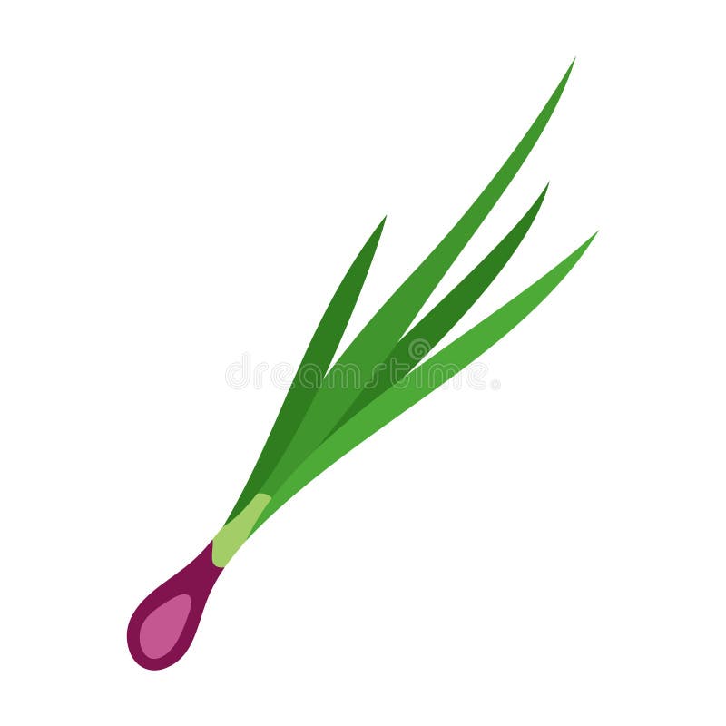 Spring Onion Vector Illustration. Whole and Cut Vegetable on White ...