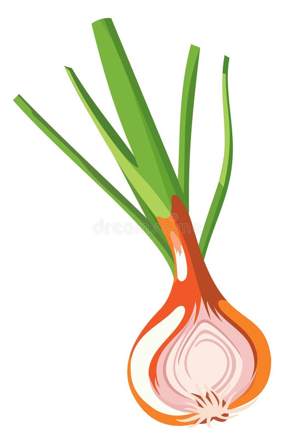 Spring Onion. Vector Isolated Illustration Stock Vector - Illustration ...