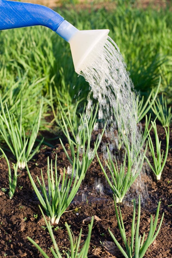Spring Onion is Watered on the Vegetable Garden Cl Stock Photo - Image ...