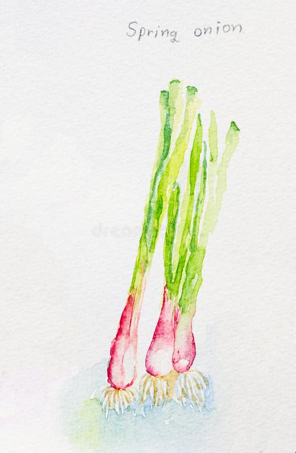 Spring Onion Watercolor Painted Stock Illustration - Illustration of ...