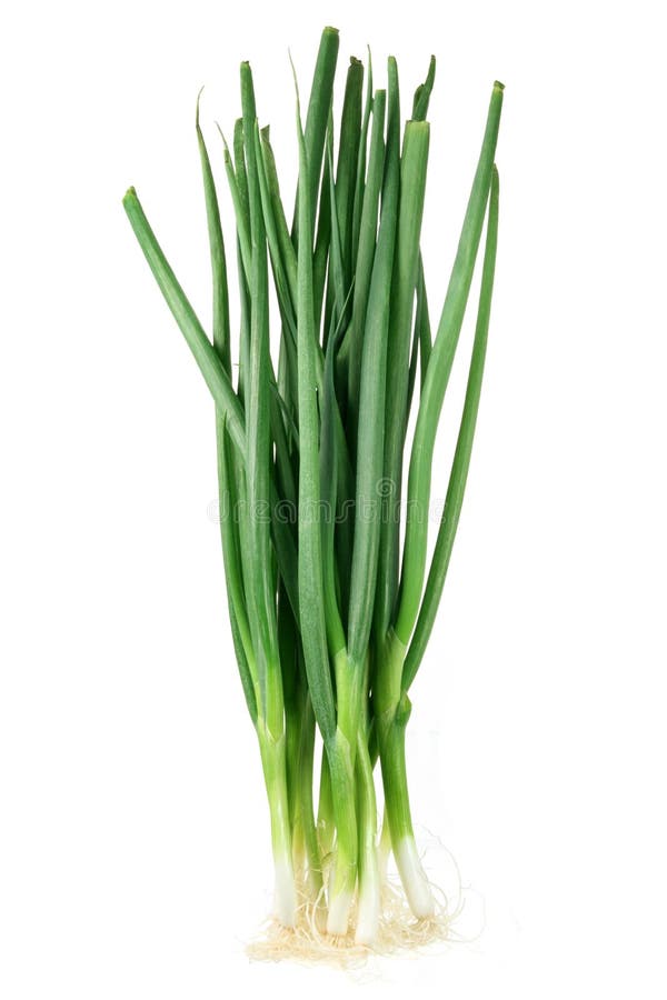 Spring Onion stock image. Image of shallot, studio, ingredient - 35788731