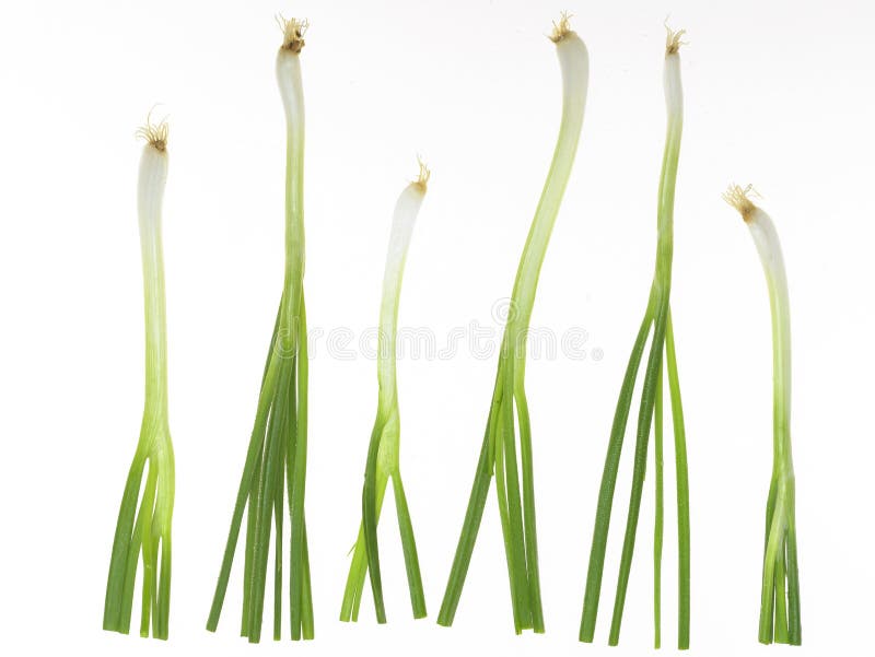 Spring Onion on White Background Stock Image - Image of edible, cuisine ...