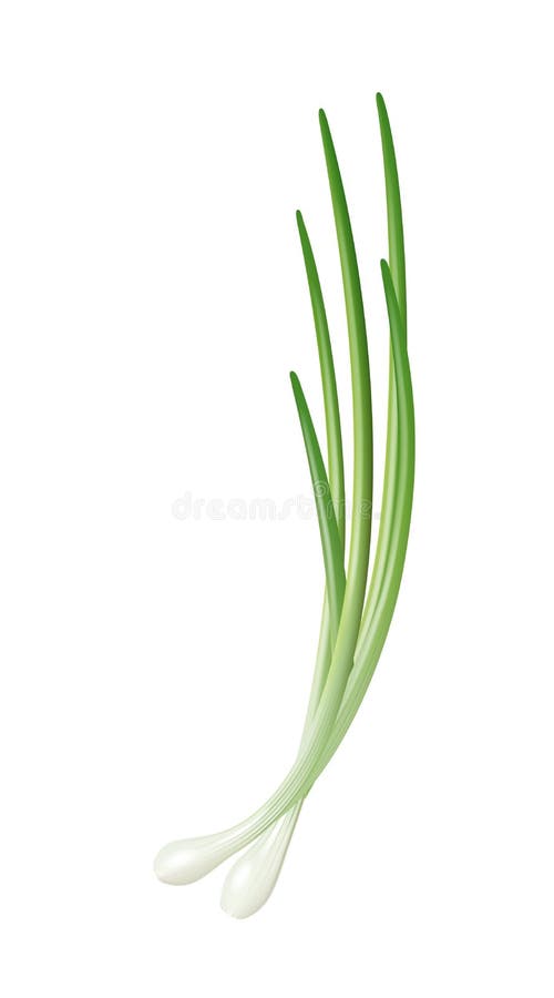 Spring Onion, Hand Draw Sketch Vector Stock Vector - Illustration of ...