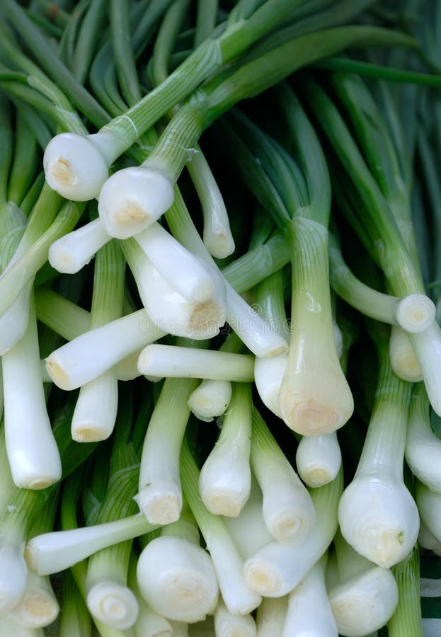 Spring onions stock image. Image of vegetables, summer - 11271237