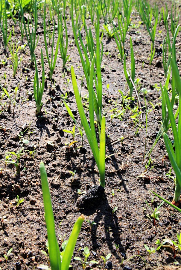 Spring onions stock photo. Image of ingredient, cooking - 11811122