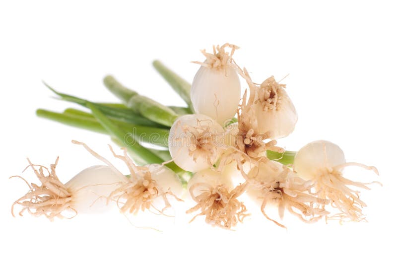 Spring onions stock photo. Image of edible, spring, organic - 13330212