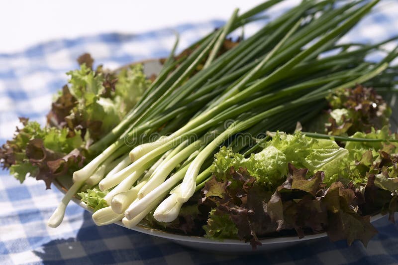 Spring onions stock image. Image of bunch, healthy, young - 1351323