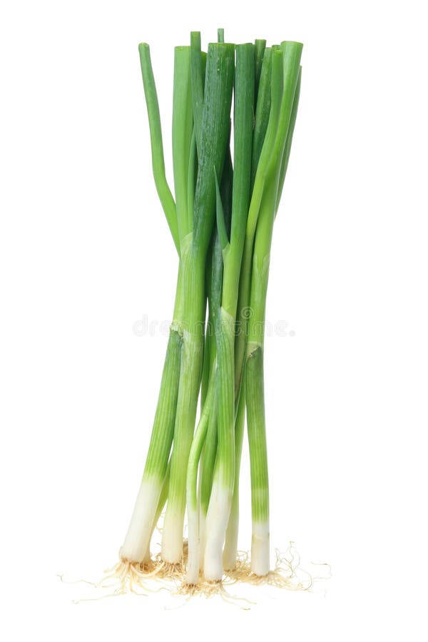 Spring Onions stock photo. Image of taste, herb, healthy - 21693412