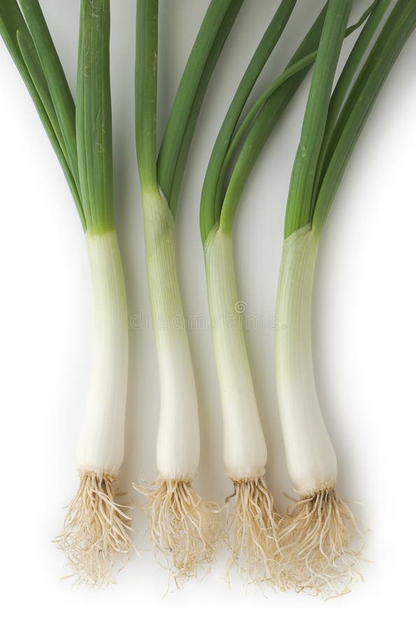 Spring Onions stock image. Image of healthy, scallions - 22911999