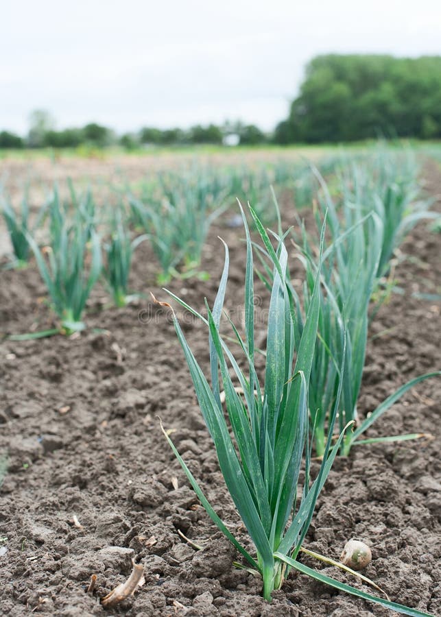 Welsh Onion Plants. stock photo. Image of produce, growing - 21328506