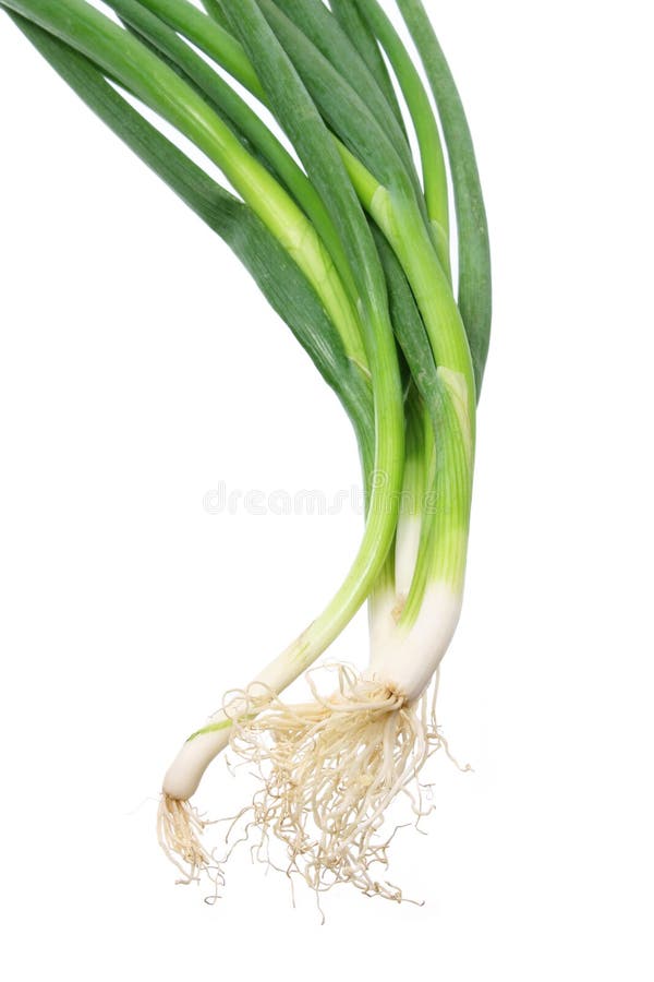 Spring Onions stock photo. Image of vegetable, uncooked - 27859028