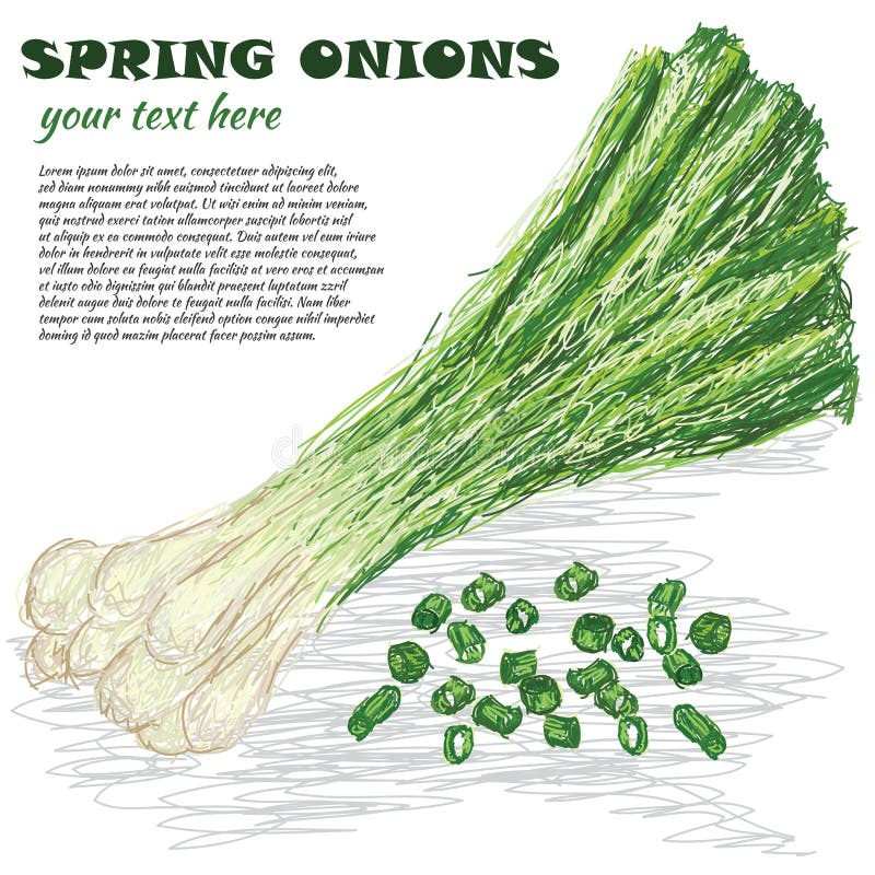Spring Onions One Packaging, in Black Foam Tray Wrapped in Plastic with ...
