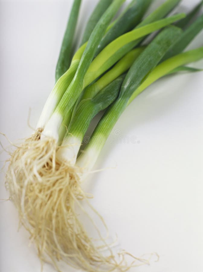 Spring Onions in Vegetable Garden Stock Photo - Image of closeup, green ...