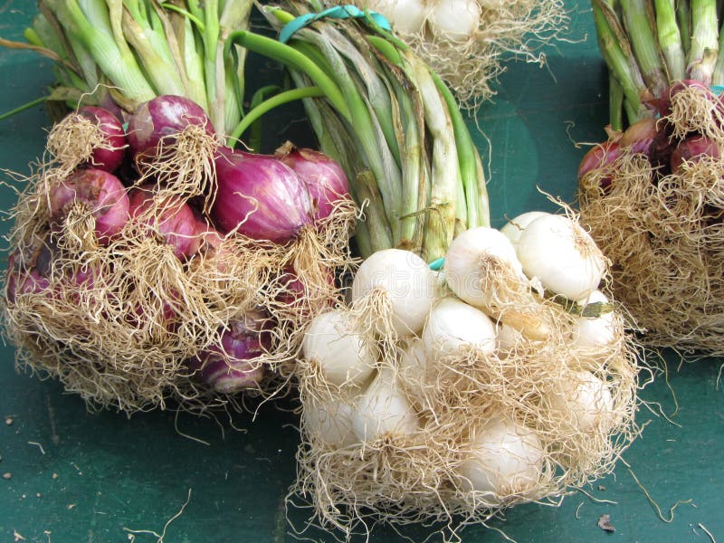Spring Onions stock photo. Image of onions, food, bunches - 49137132