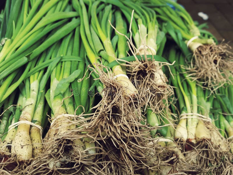 Spring onions stock image. Image of bunches, flavored - 69995711