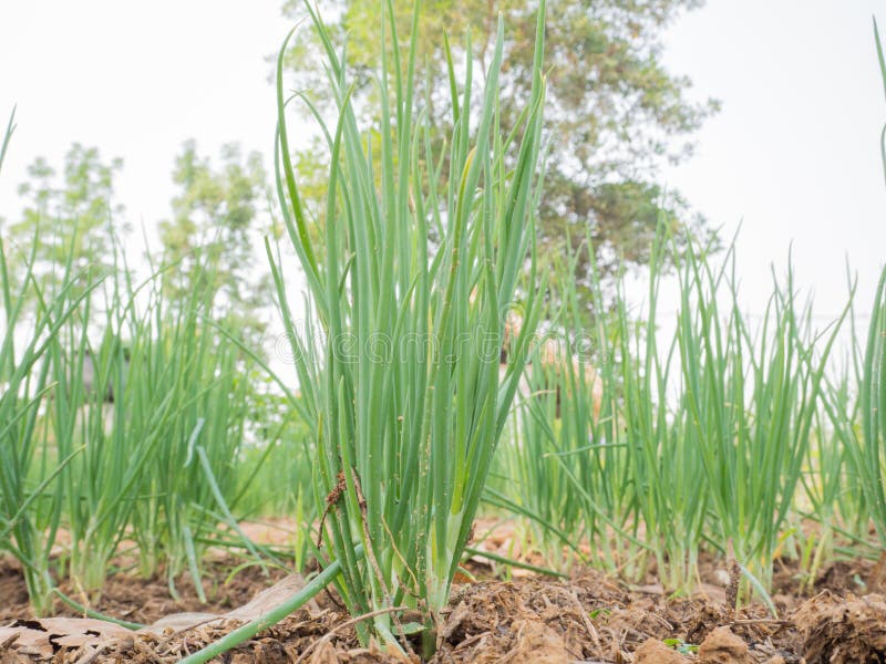Spring Onions stock photo. Image of healthy, vegetable - 57756958