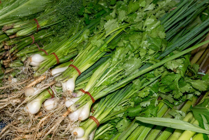 Spring Onions and Coriander Stock Photo - Image of cilantro, produce ...
