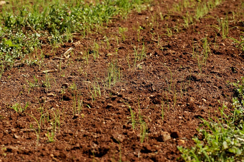 Spring onions in a field stock image. Image of farm, agriculture - 22770049