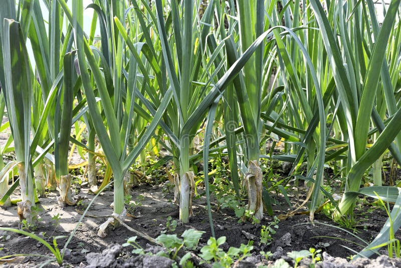 Spring onions in the field stock image. Image of closeup - 260824611
