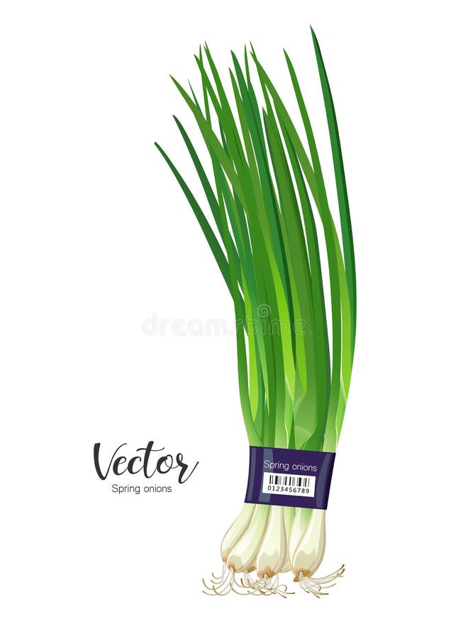 Spring Onions Vector Illustration Hand Drawn Vegetable Cartoon Art ...