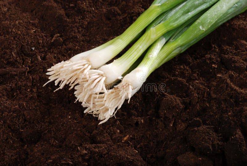 Spring Onions in Garden Soil Stock Photo - Image of food, garden: 23247062