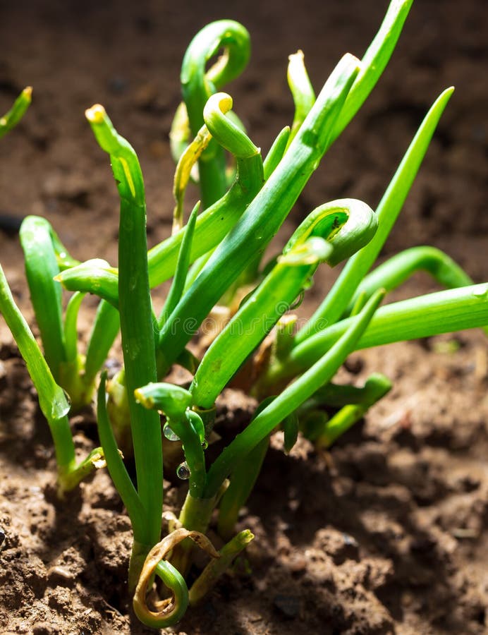 Spring Onions in the Ground in Spring Stock Image - Image of culinary ...