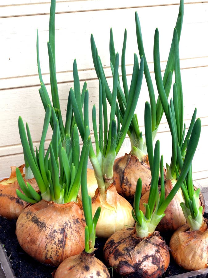 Spring onions 2 stock photo. Image of soil, healthy - 150813590