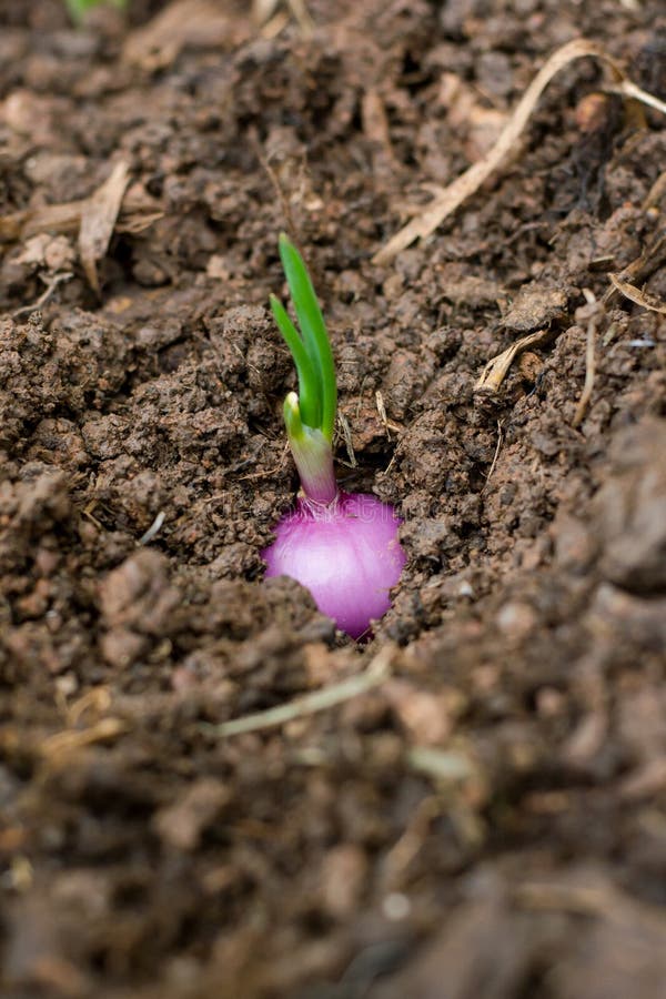 Spring Onions Growing in the Soil Stock Photo - Image of grass, plant ...