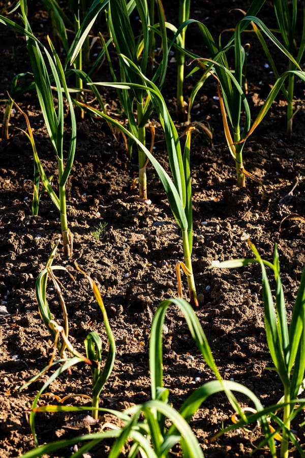 Spring Onions Grown in Vegetable Garden Plots, Organically Grown Onions ...
