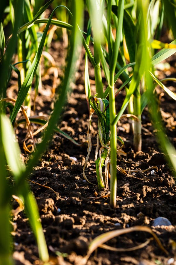 Spring Onions Grown in Vegetable Garden Plots, Organically Grown Onions ...