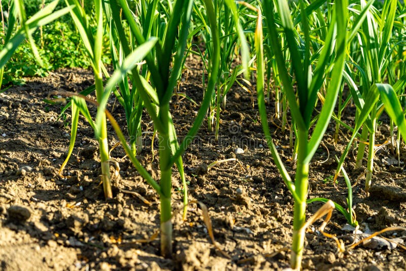 Spring Onions Grown in Vegetable Garden Plots, Organically Grown Onions ...