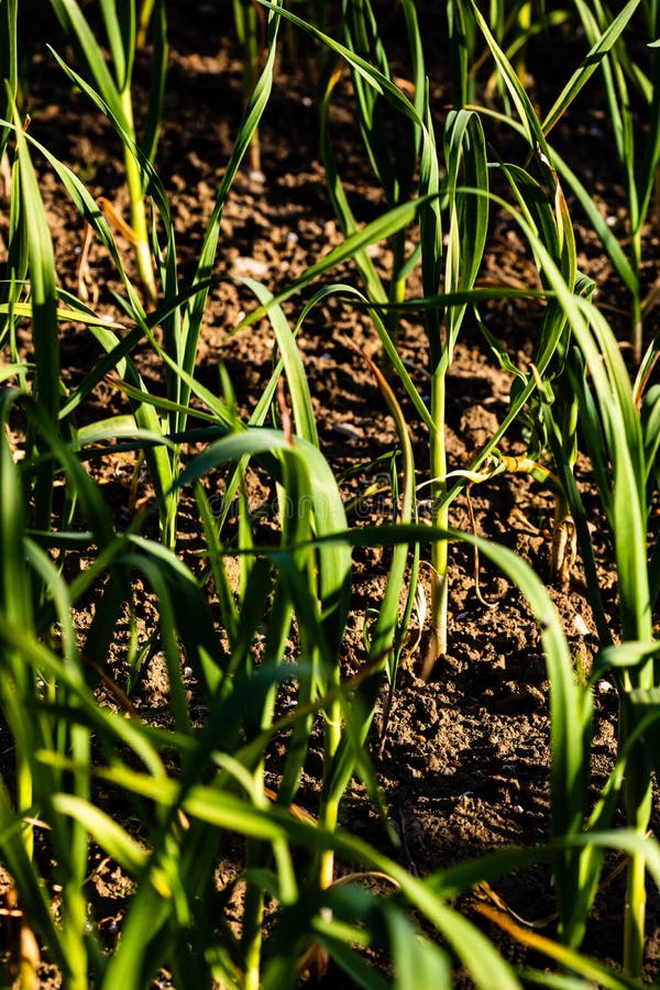 Spring Onions Grown in Vegetable Garden Plots, Organically Grown Onions ...