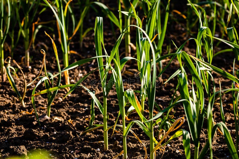 Spring Onions Grown in Vegetable Garden Plots, Organically Grown Onions ...