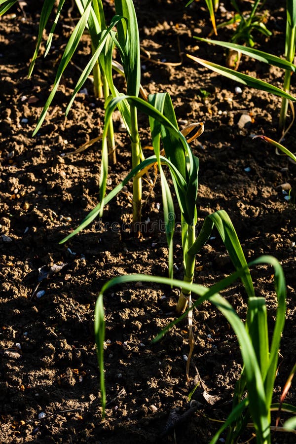 Spring Onions Grown in Vegetable Garden Plots, Organically Grown Onions ...