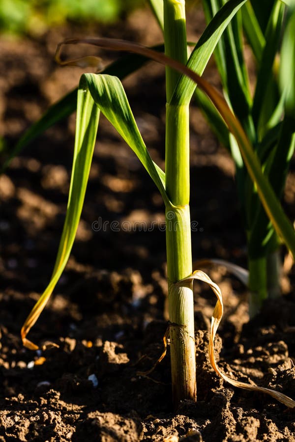 Spring Onions Grown in Vegetable Garden Plots, Organically Grown Onions ...